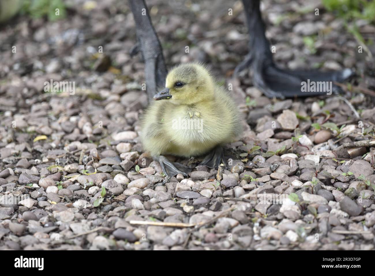 Webbed feet forward hi-res stock photography and images - Alamy