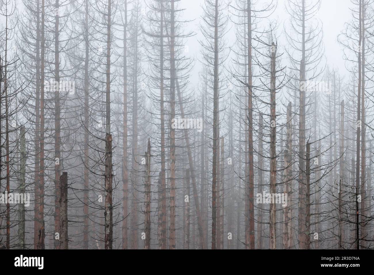 Dead forest resin Stock Photo - Alamy