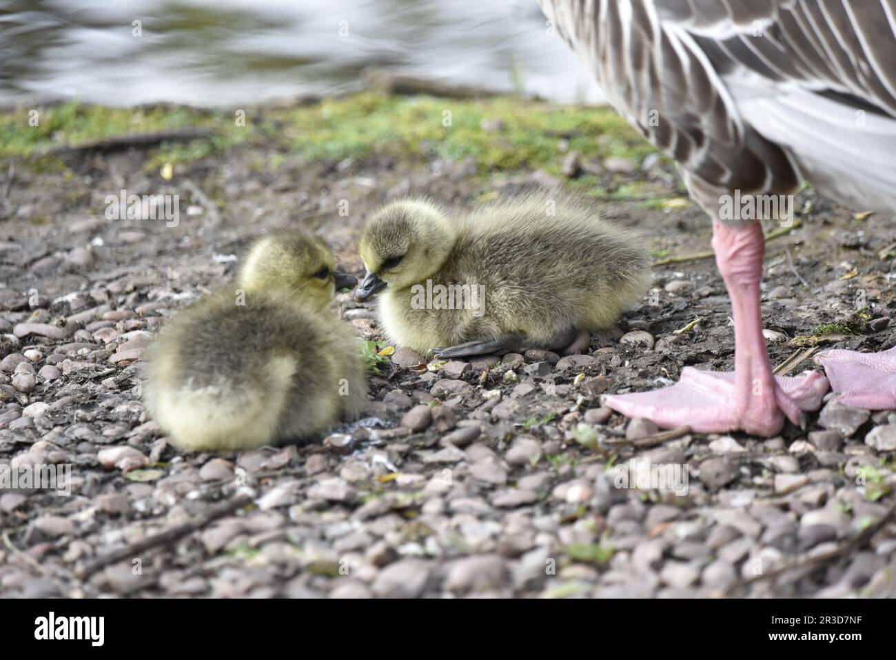 Webbed feet geese hi-res stock photography and images - Alamy