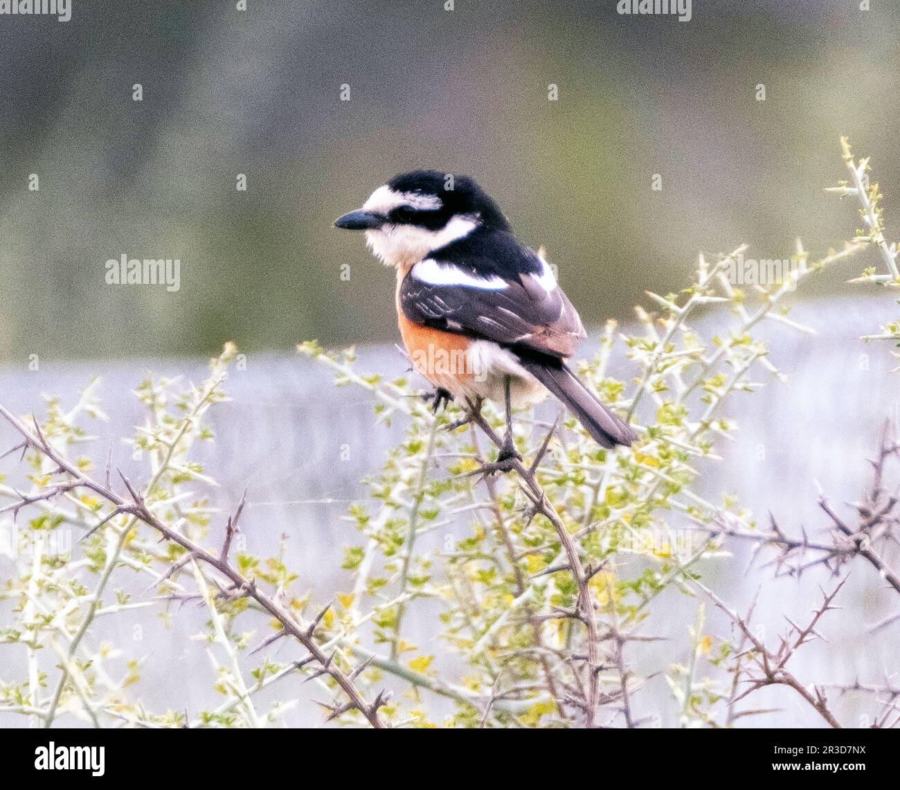 Male Masked Shrike (Lanius nubicus) perched in a tree, Akamas, Cyprus ...