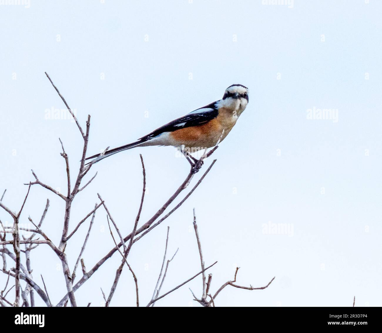 Male Masked Shrike (Lanius nubicus) perched in a tree, Akamas, Cyprus ...
