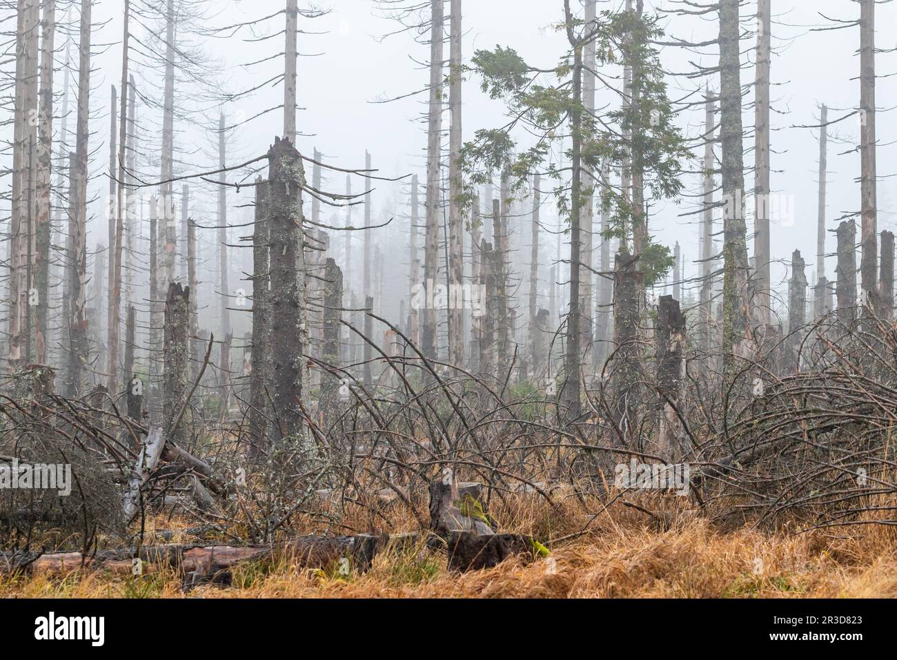 Fer forest hi-res stock photography and images - Alamy