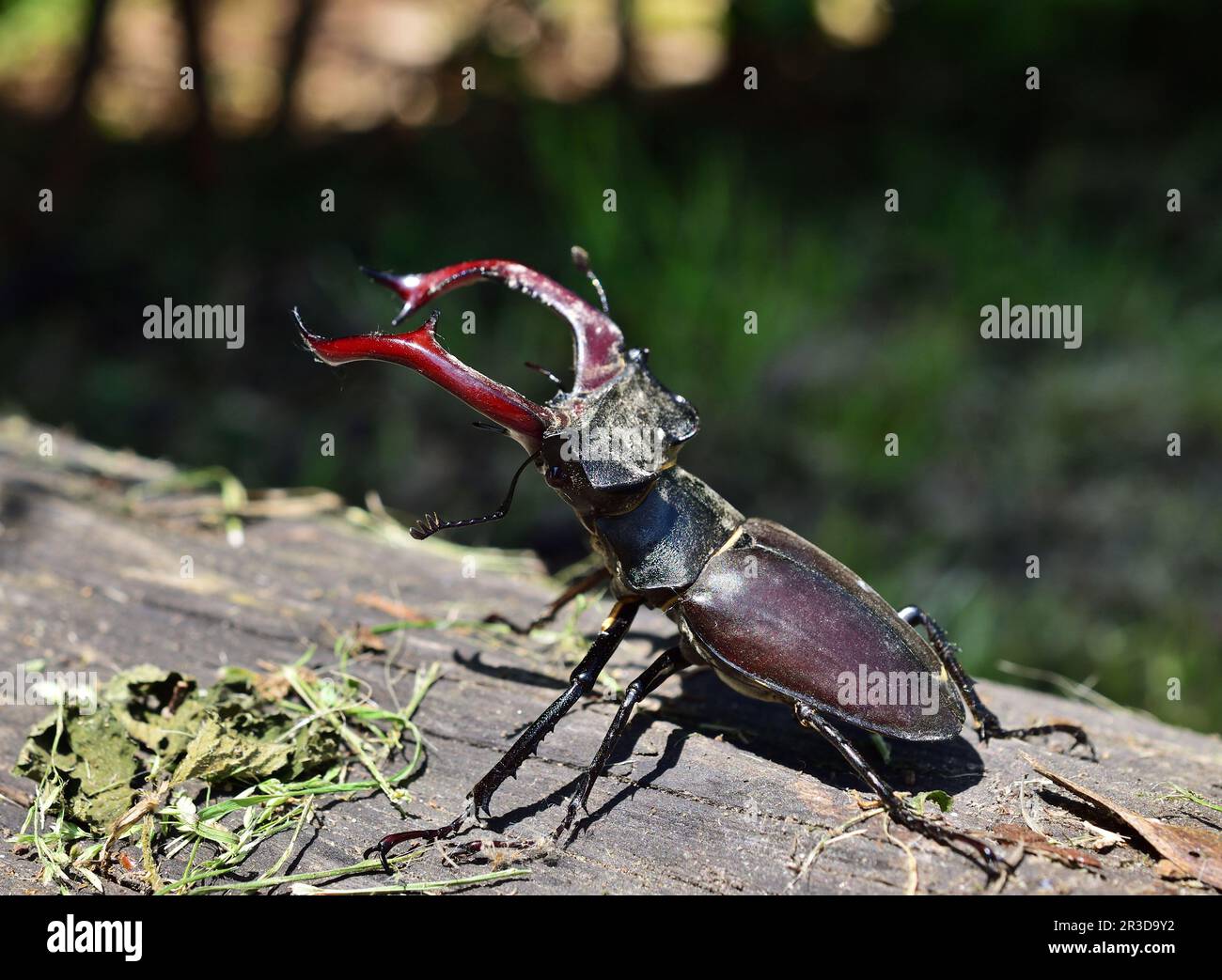 European stag beetle - Lucanus cervus male in Zemplen mountains ...
