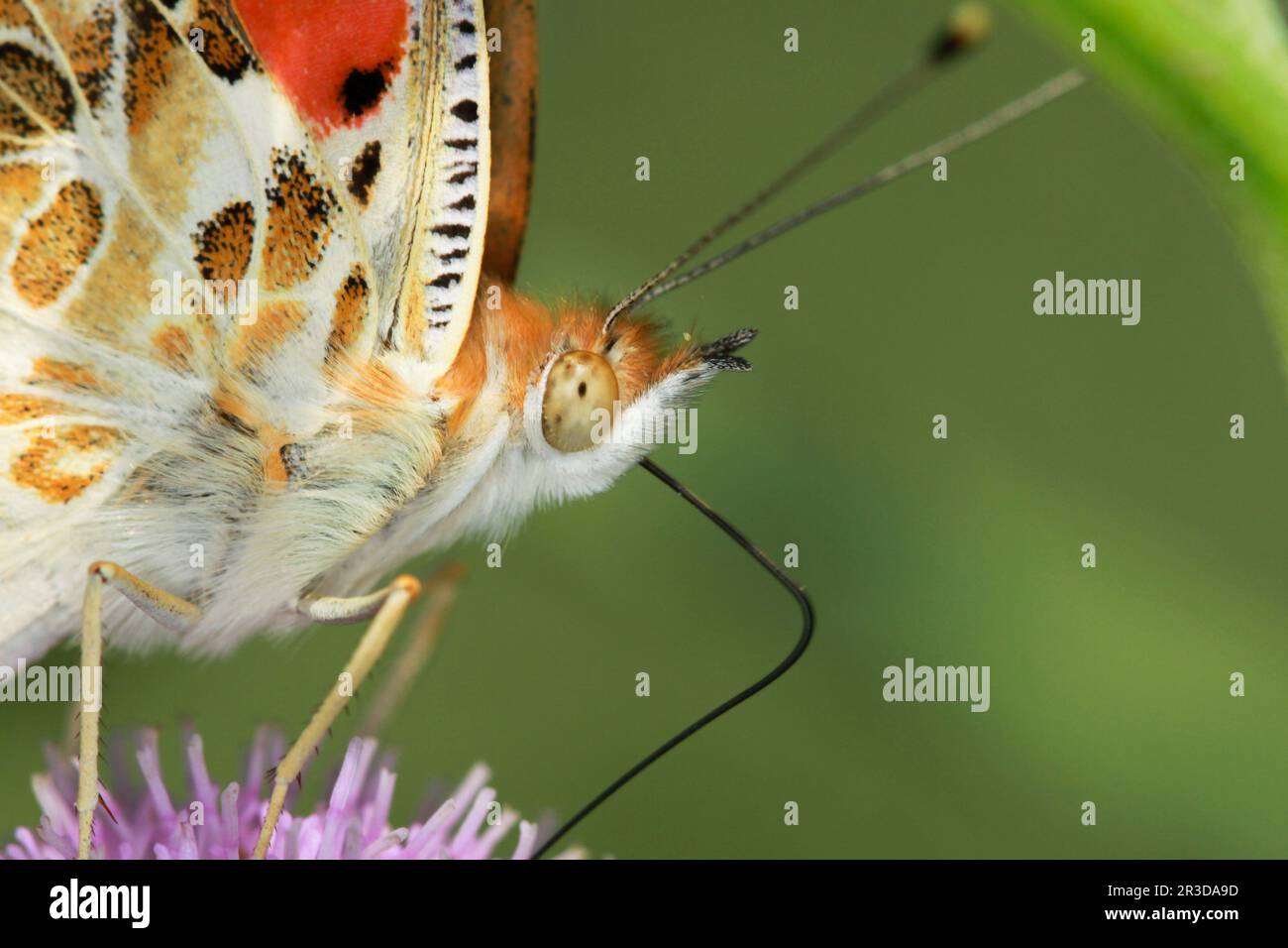 Painted Lady Butterfly Feeding on Nectar Stock Photo - Alamy