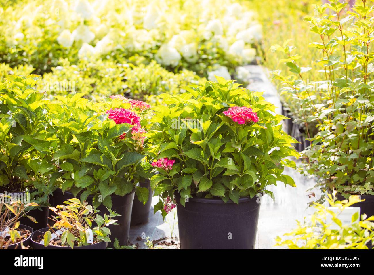 The wonderful hydrangeas in pots for sale Stock Photo - Alamy