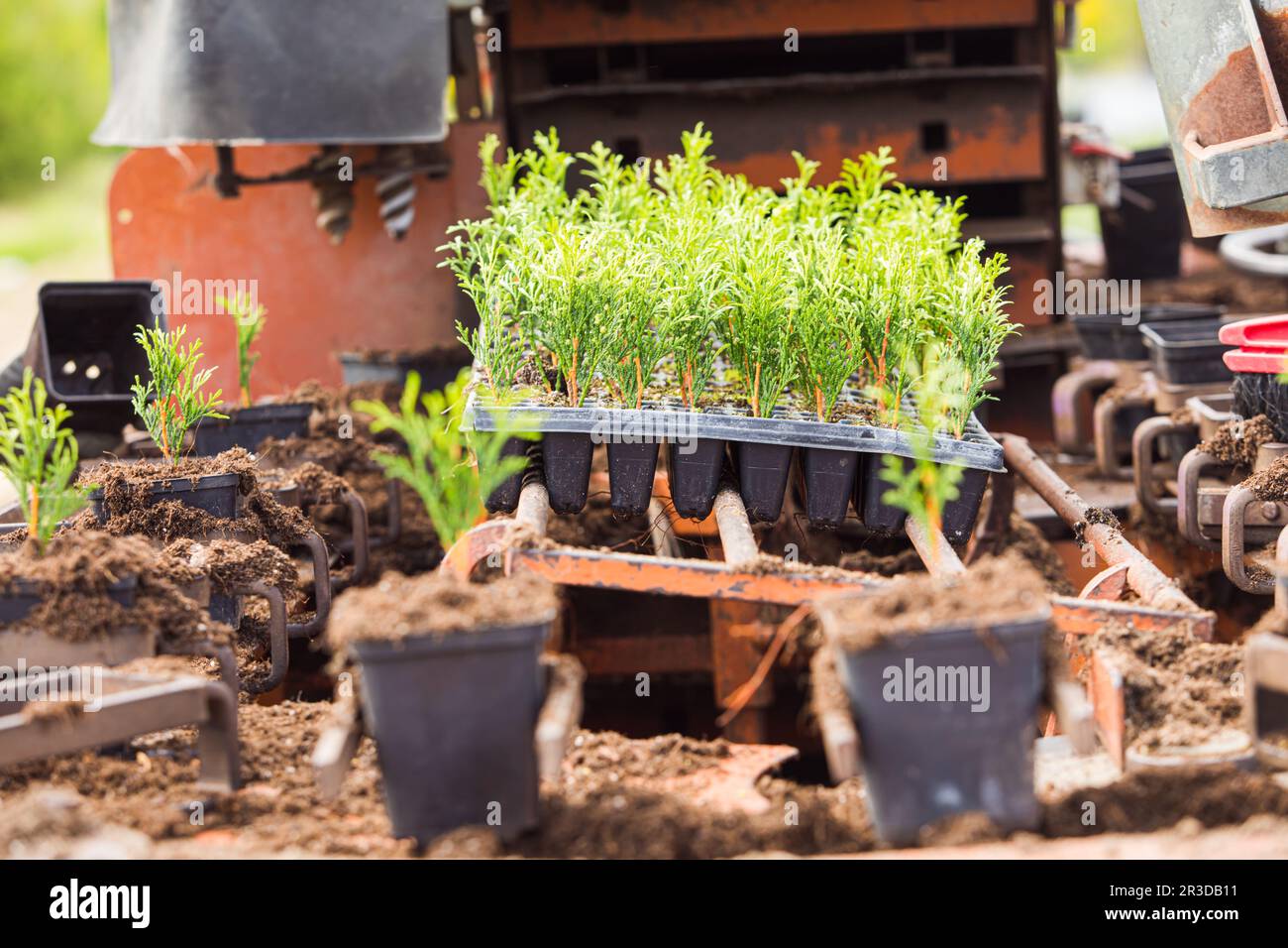 Modern automated process of planting white cedar seedlings Stock Photo ...