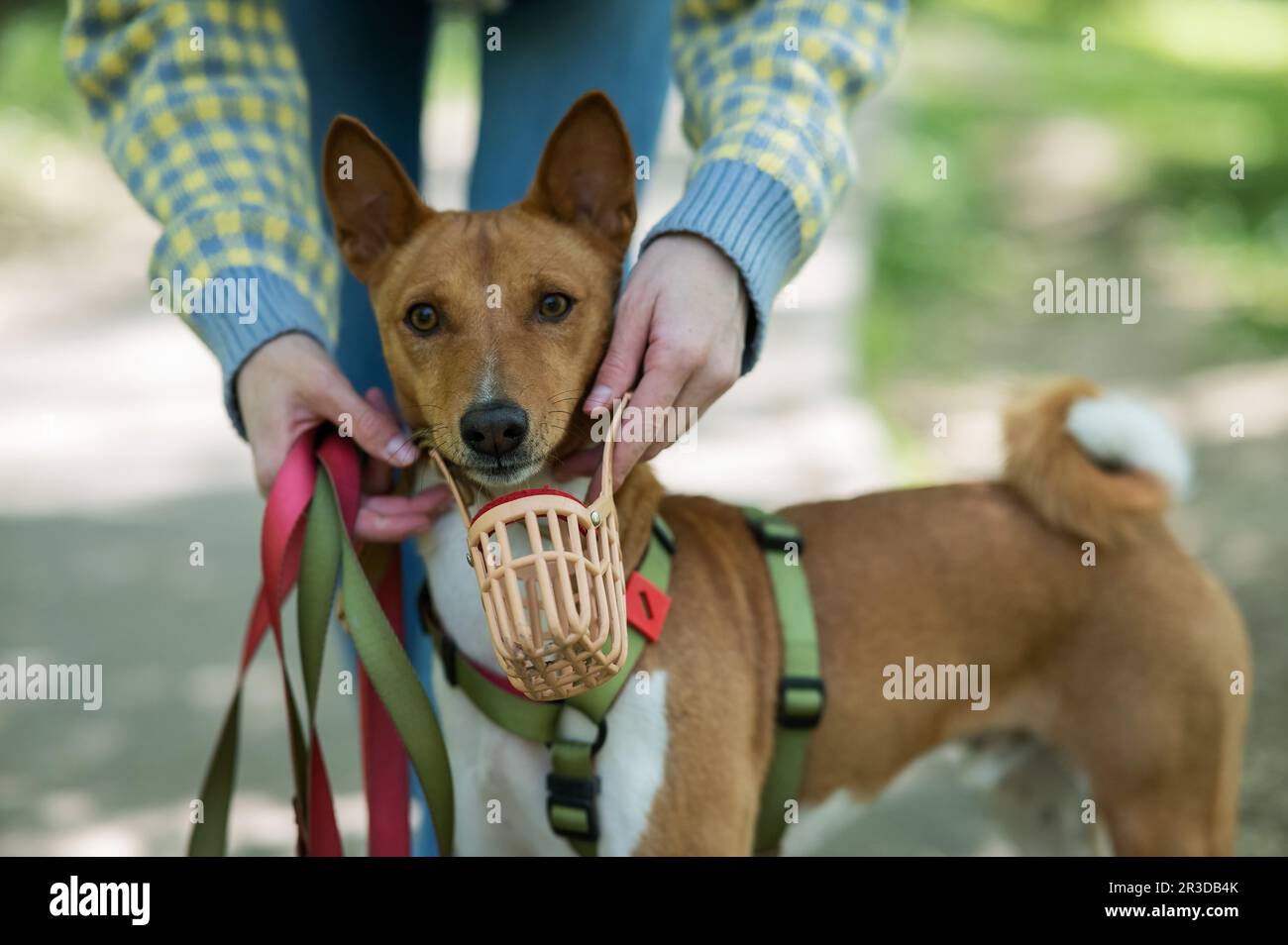 The owner puts a muzzle on the African dog breed Basenji for a walk Stock Photo - Alamy