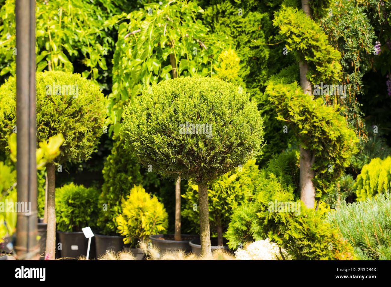 Assortment plants nursery hi-res stock photography and images - Alamy