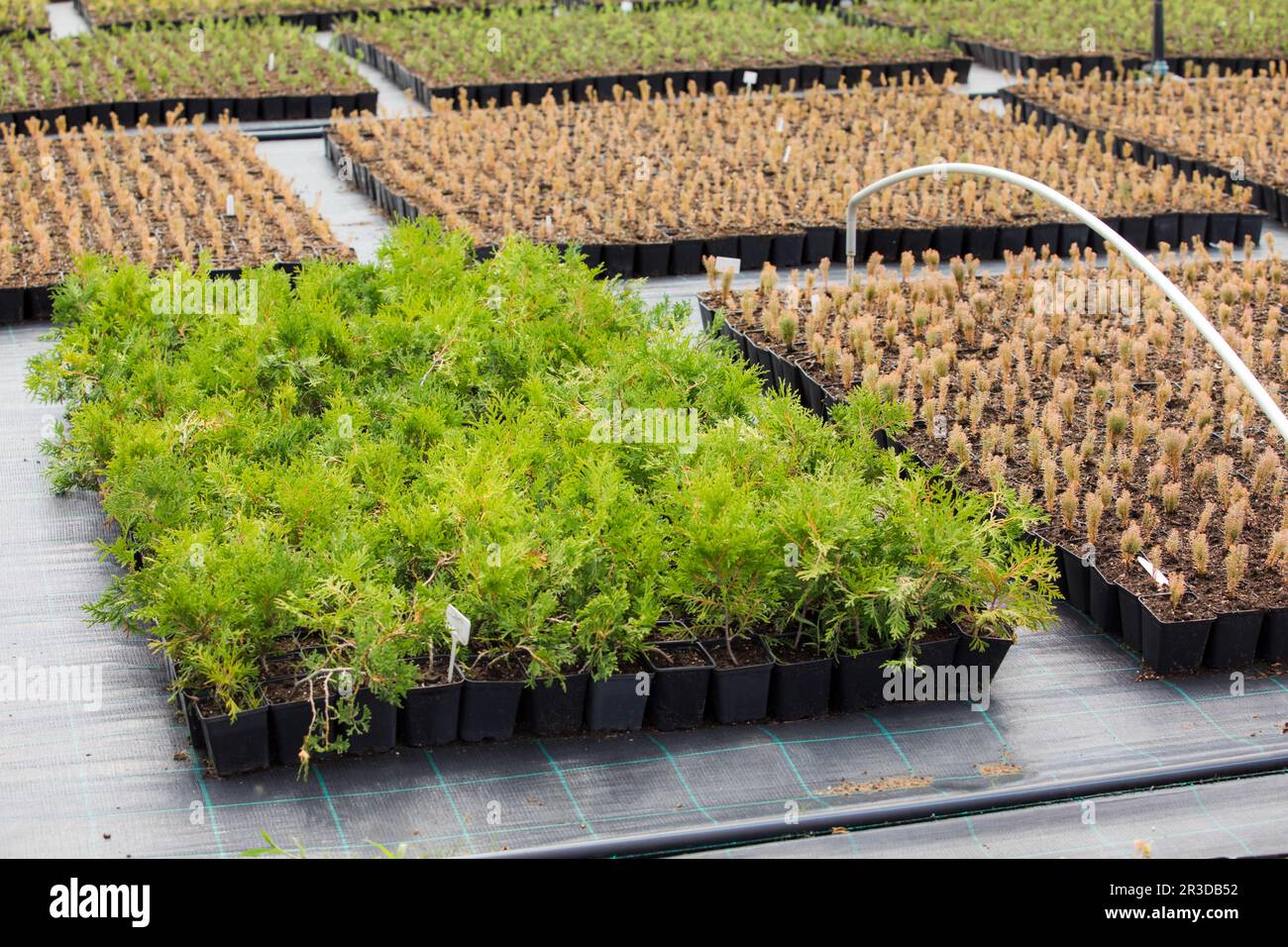 Growing plants for sell at eco-friendly farm Stock Photo - Alamy