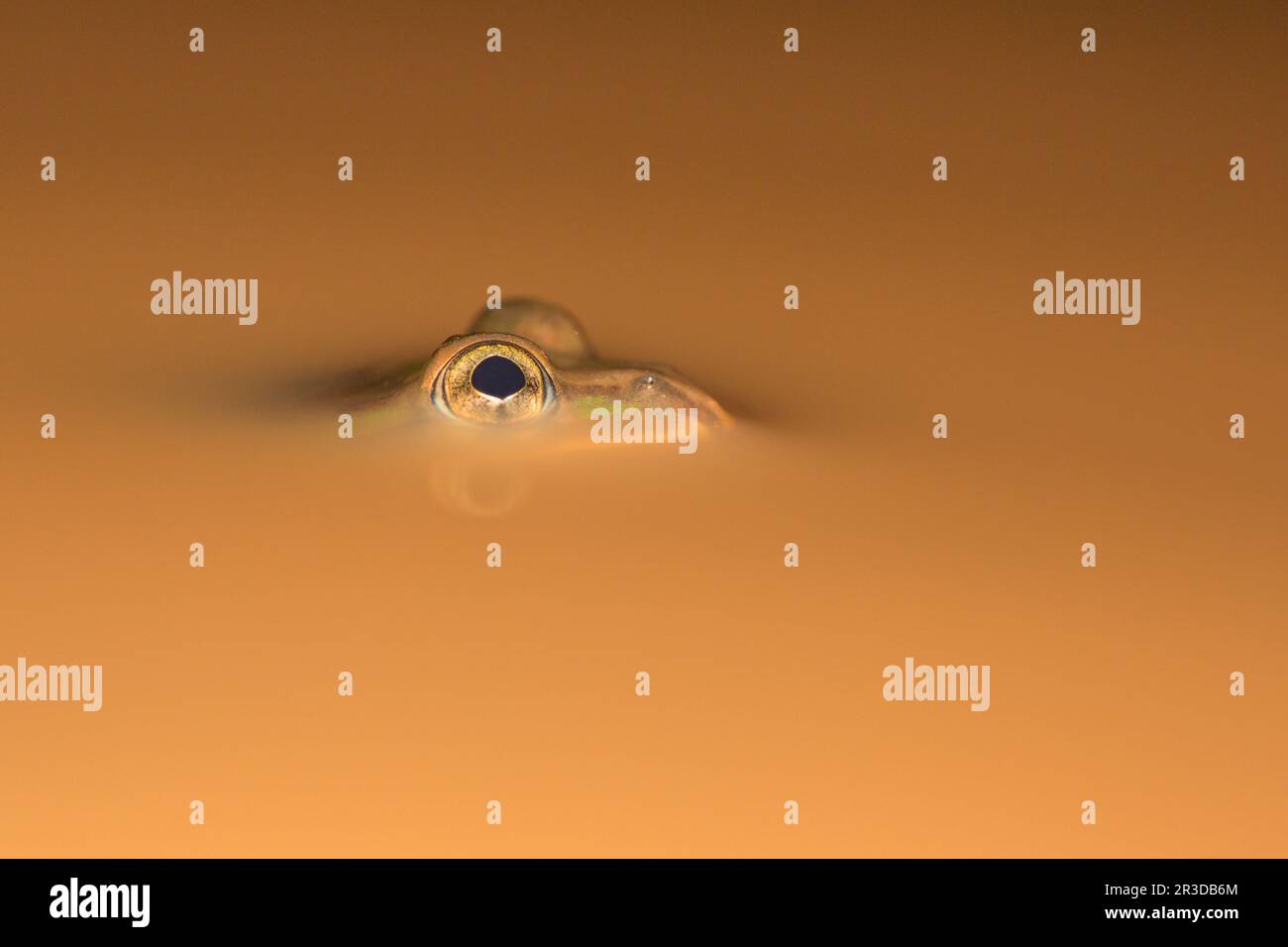 Skittering frog in a puddle Stock Photo - Alamy
