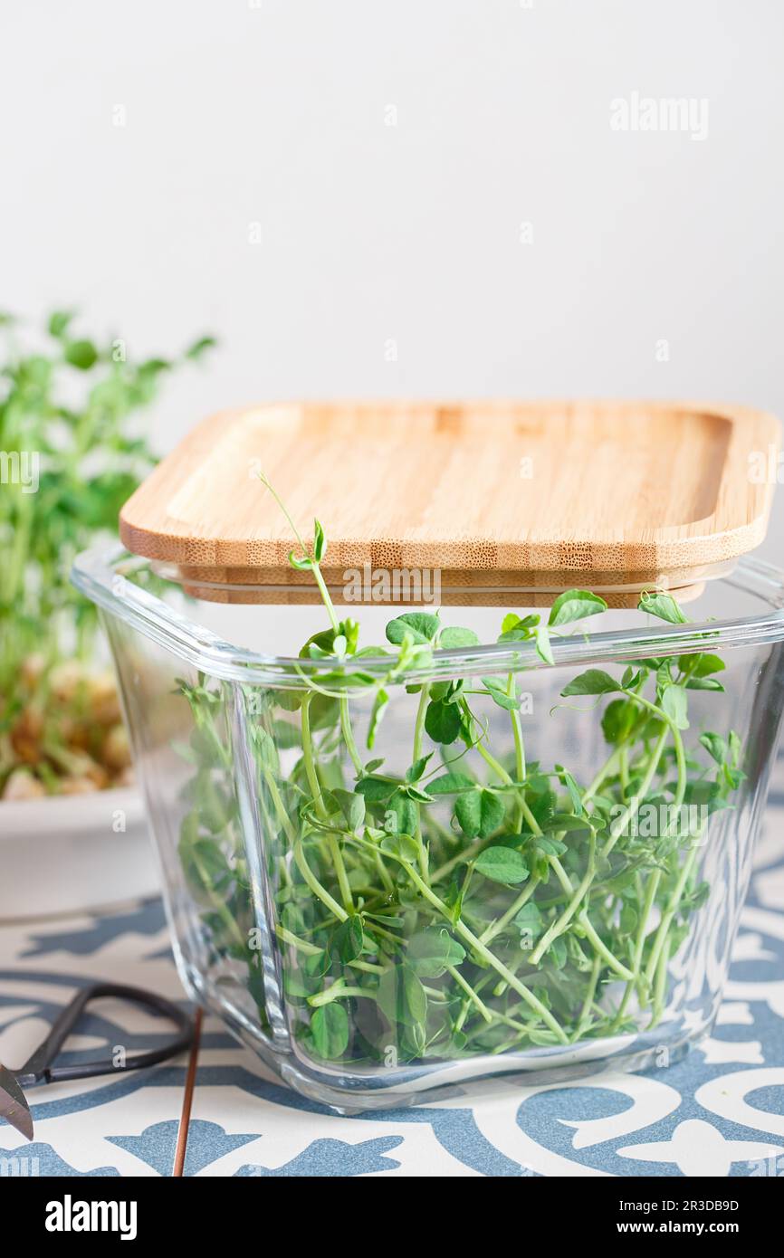 Peas microgreens with seeds and roots. Sprouted peas Seeds. Sprouting ...