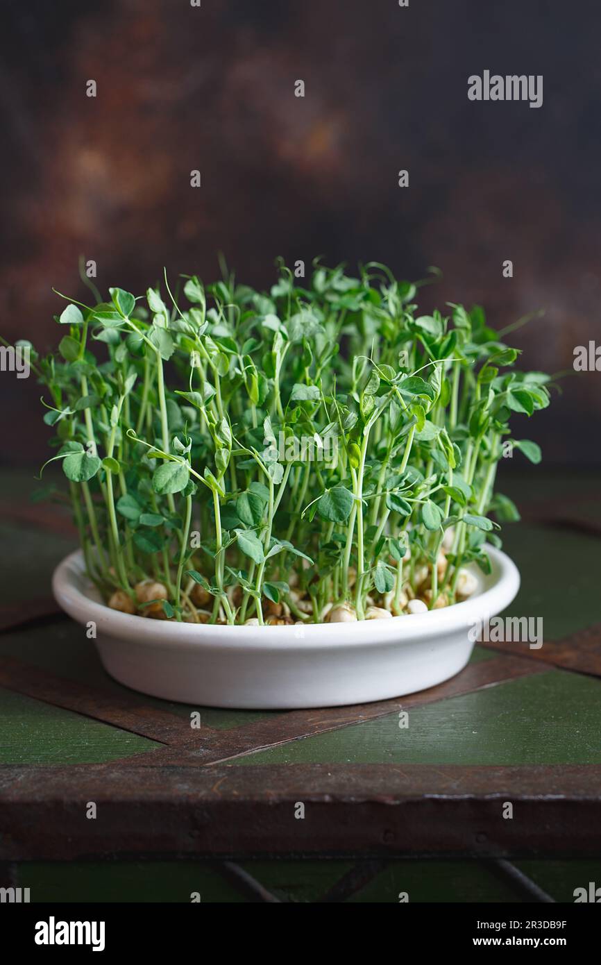 Peas microgreens with seeds and roots. Sprouted peas Seeds. Sprouting ...