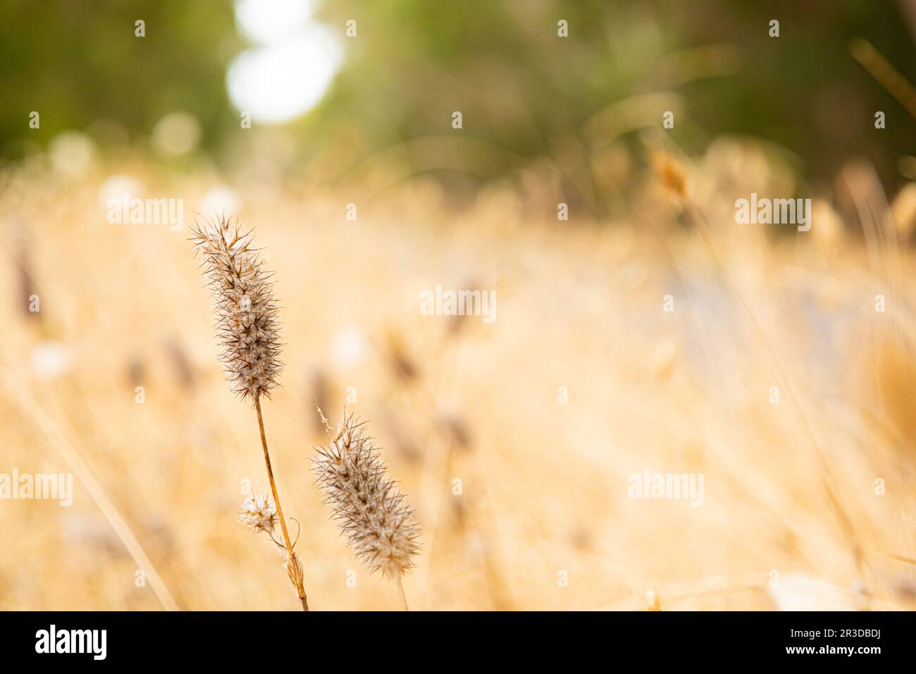 Close up orange seed hi-res stock photography and images - Alamy