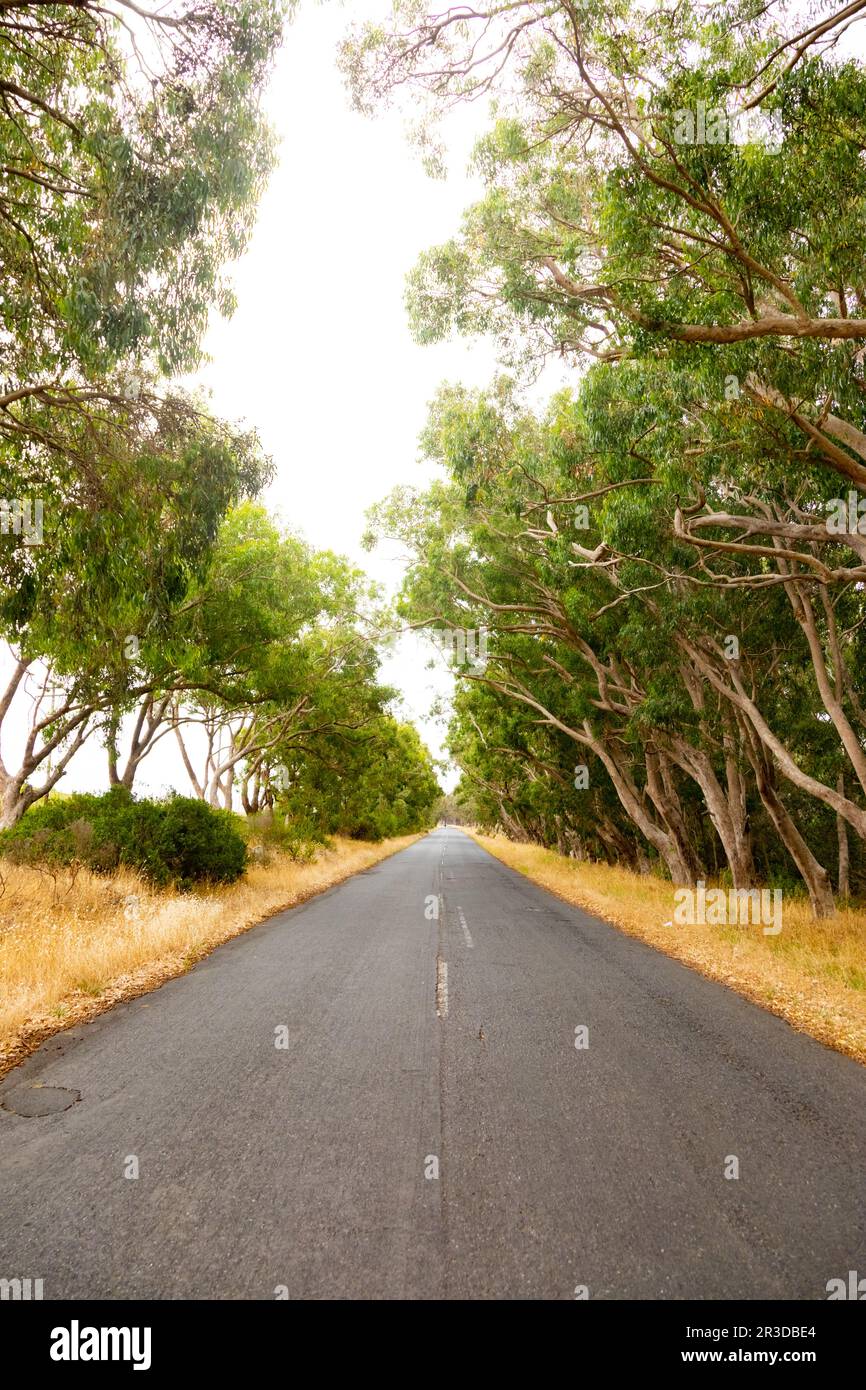 Empty open road with avenue of trees in Cape Town Stock Photo - Alamy