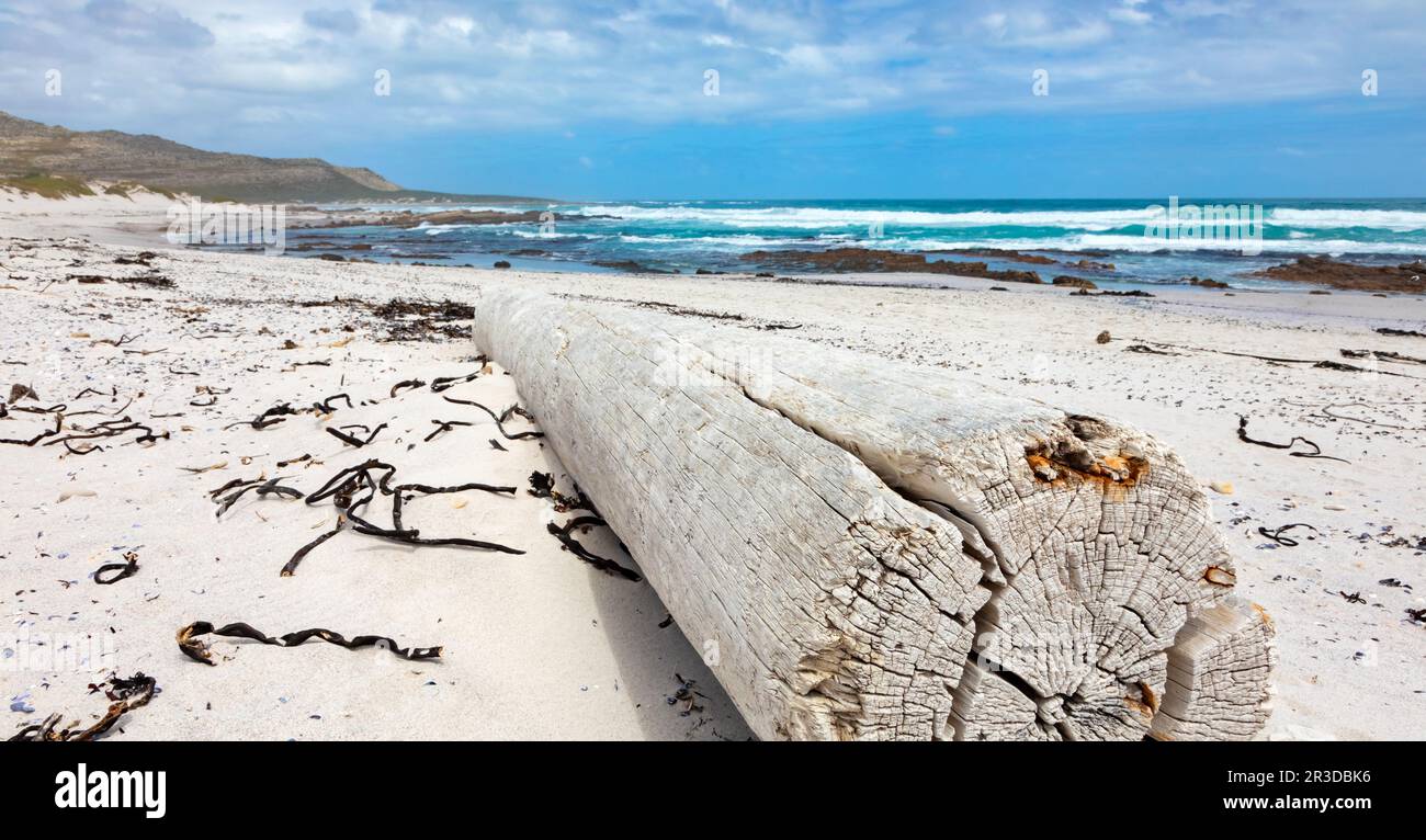 Large driftwood log on sandy beach of Cape Towns stormy coastline Stock ...