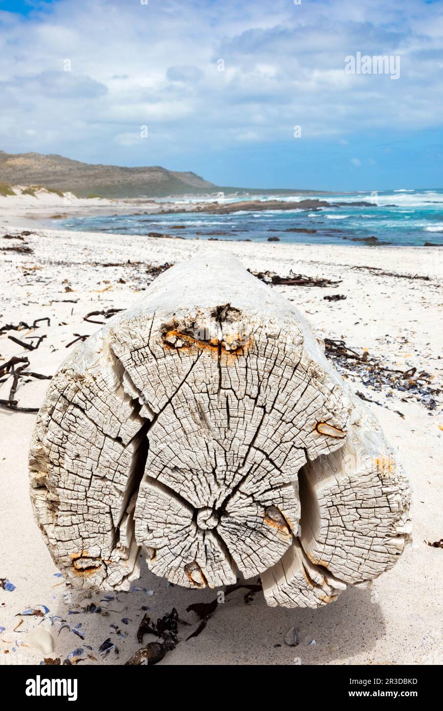 Large driftwood log on sandy beach of Cape Towns stormy coastline Stock ...
