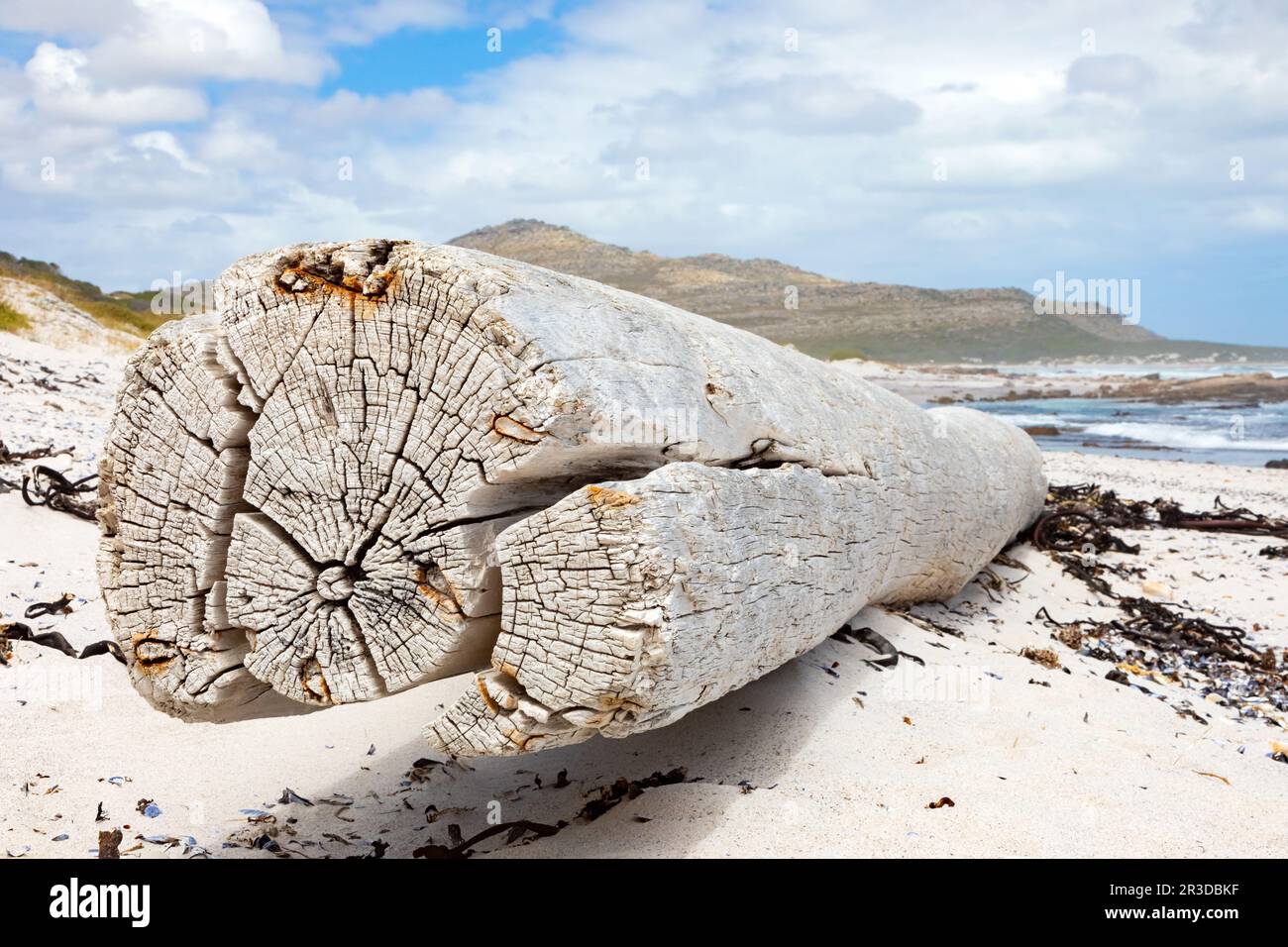 Large driftwood log on sandy beach of Cape Towns stormy coastline Stock ...