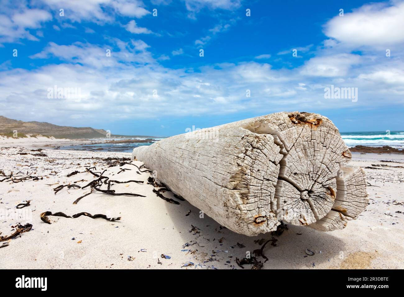 Large driftwood log on sandy beach of Cape Towns stormy coastline Stock ...