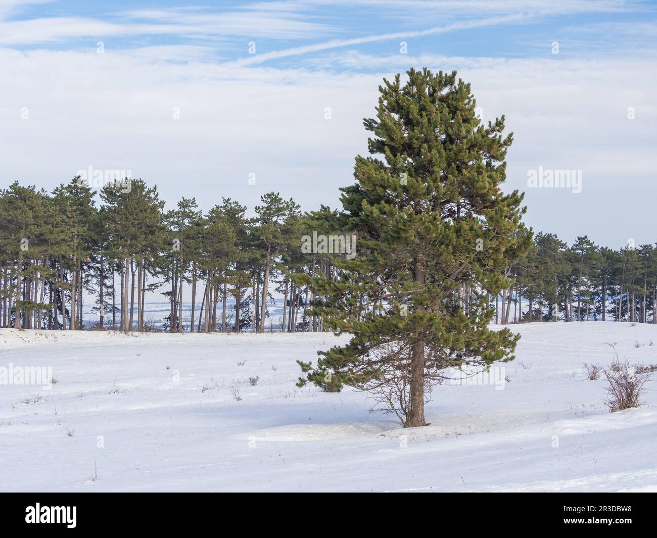 Pine in winter Stock Photo - Alamy