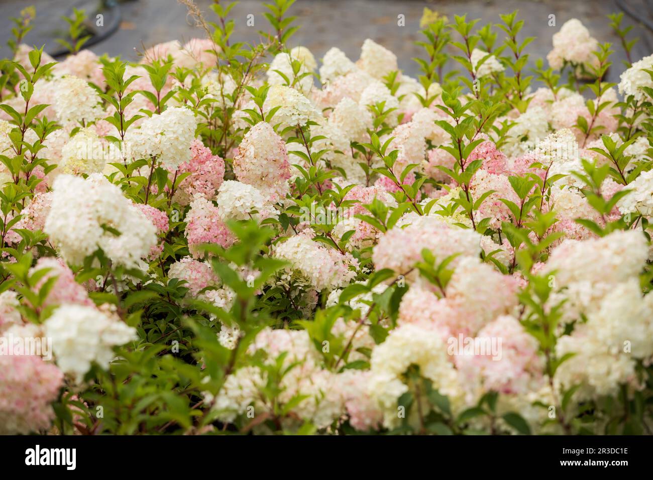 Environmental horticulture nursery plants hi-res stock photography and ...