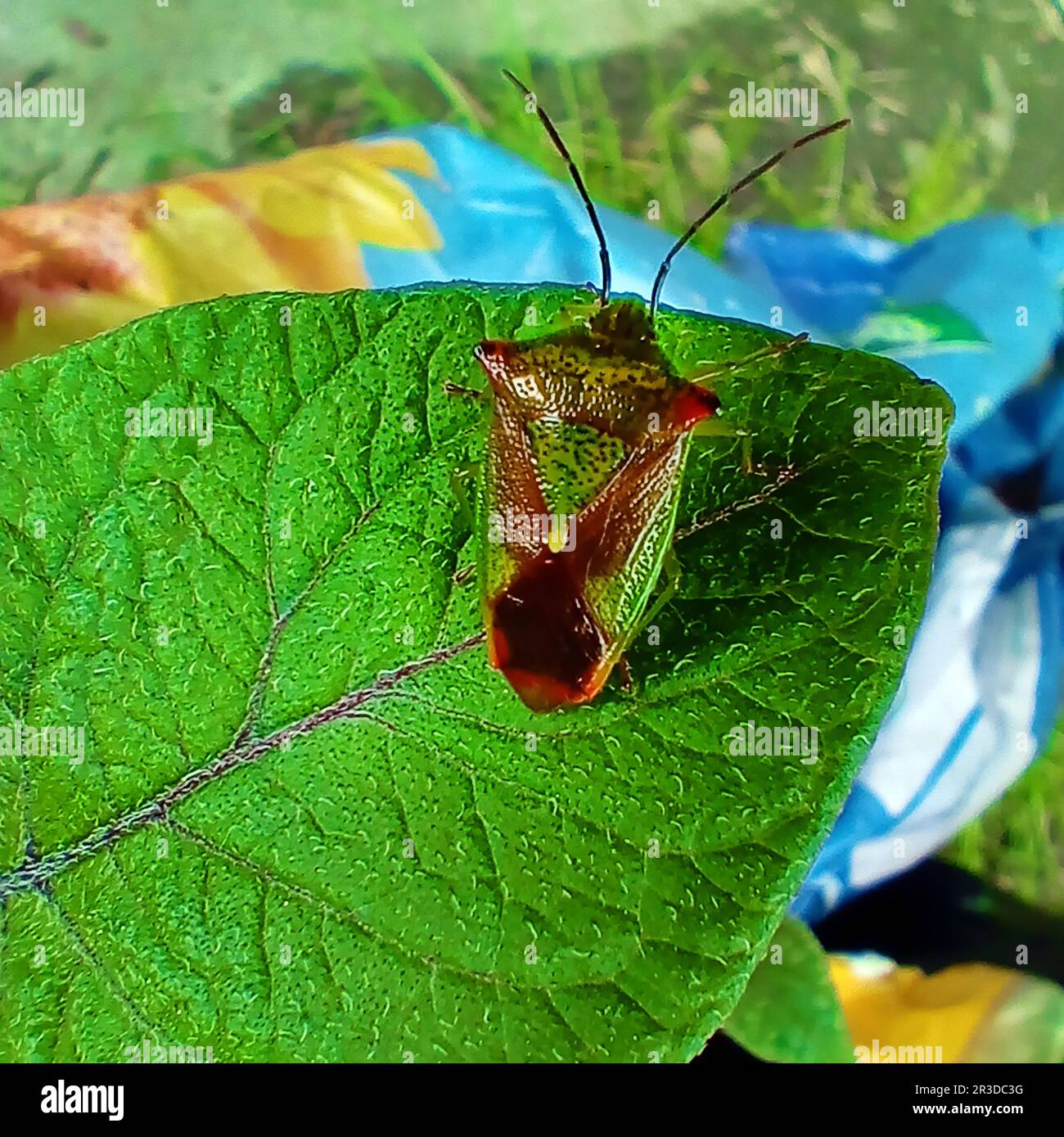 HAWTHORN SHIELD BUG - (Acanthosoma haemorrhoidale) pictured on a potato ...