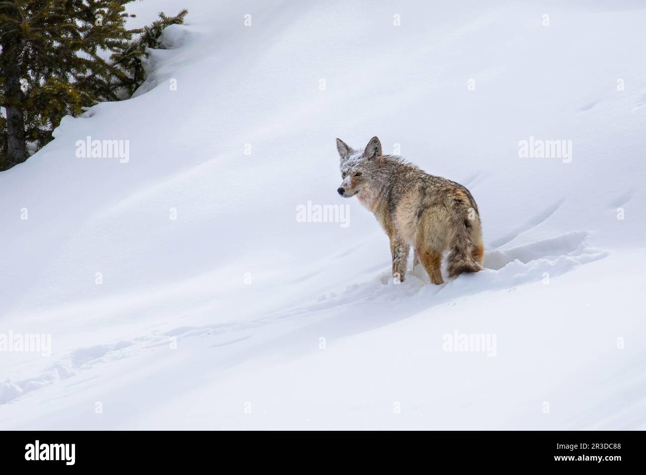 A coyote in Yellowstone National Park watches a pack of wolves in the ...