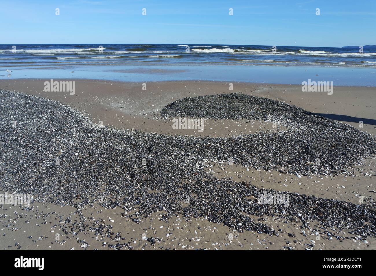 Beach with many shells Stock Photo - Alamy