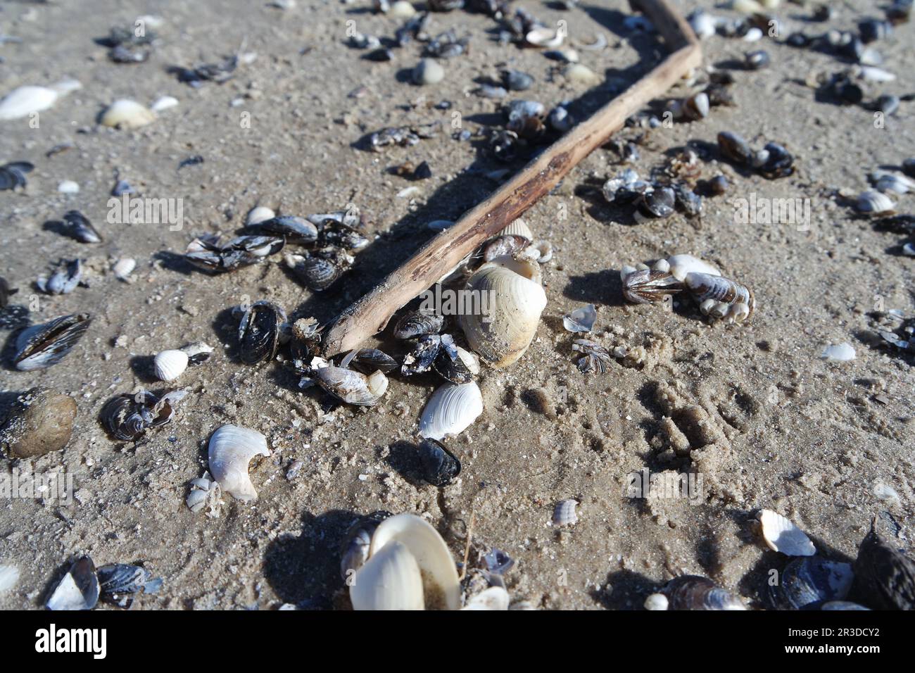 Flotsam on the beach Stock Photo - Alamy