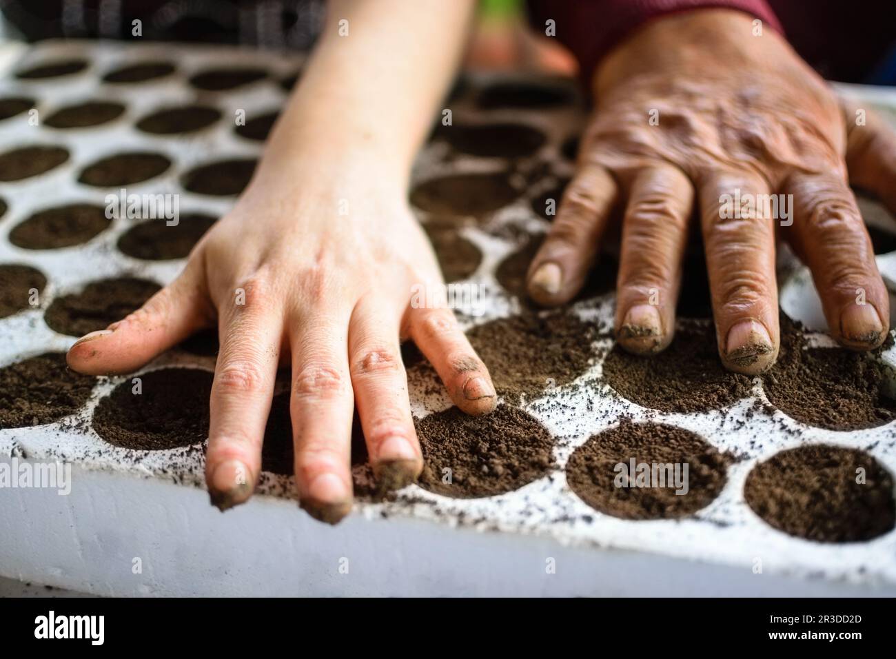 Elder and young Hand moving soil and planting seeds in fertile ground ...