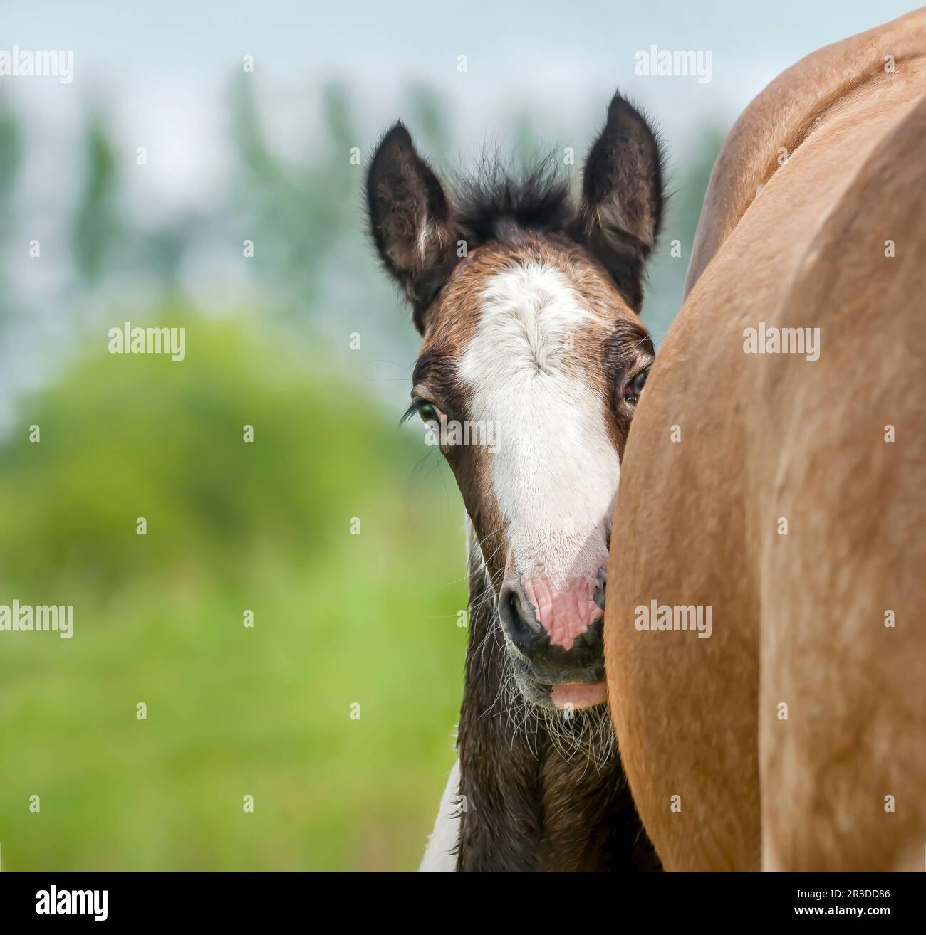 Shy Gypsy Vanner Horse foal peers from around moms flank Stock Photo ...