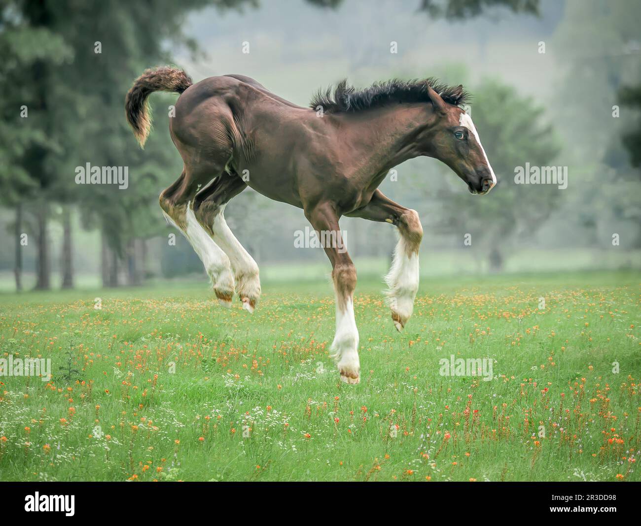 Foal jump hi-res stock photography and images - Alamy