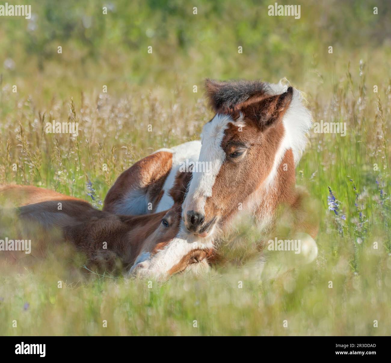 Sleeping close together hi-res stock photography and images - Alamy