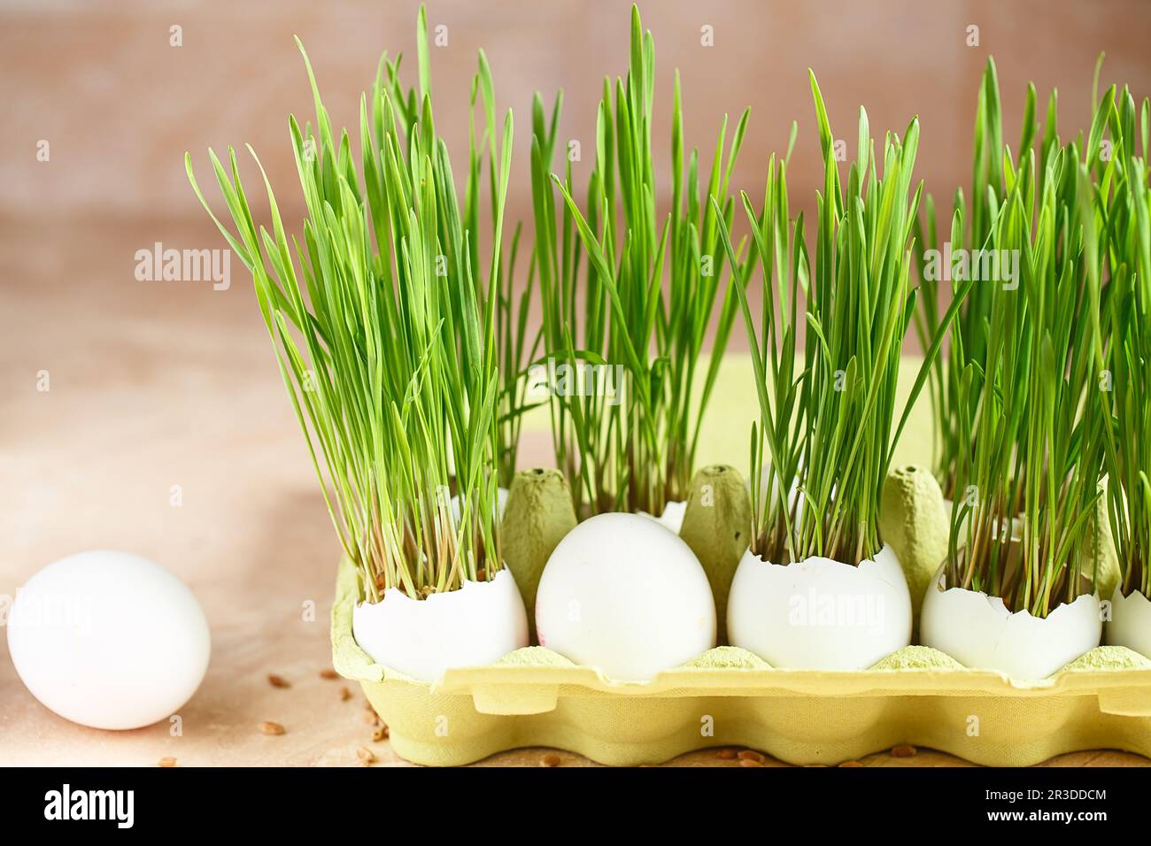 Green wheat sprouts in egg shells in a cardboard tray. Easter ...