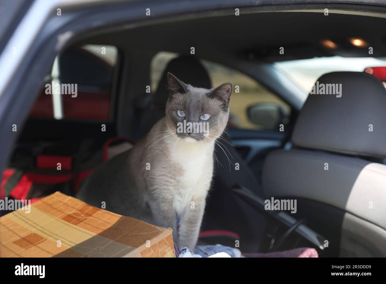 Sophie, who evacuated from her home with owners Melanie Collins (not ...