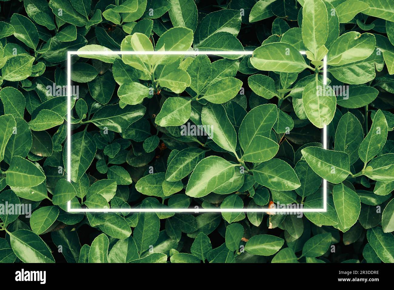Top view template of dark green leaves with a white frame for content ...