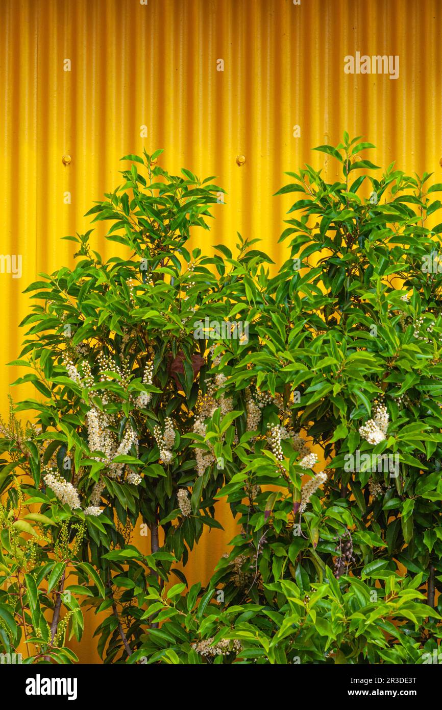 Shrubs against a yellow building on Granville Island in Vancouver ...