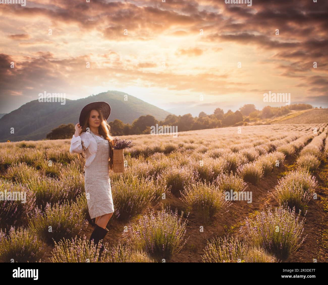 The extraordinary day on a lavender plantation Stock Photo - Alamy
