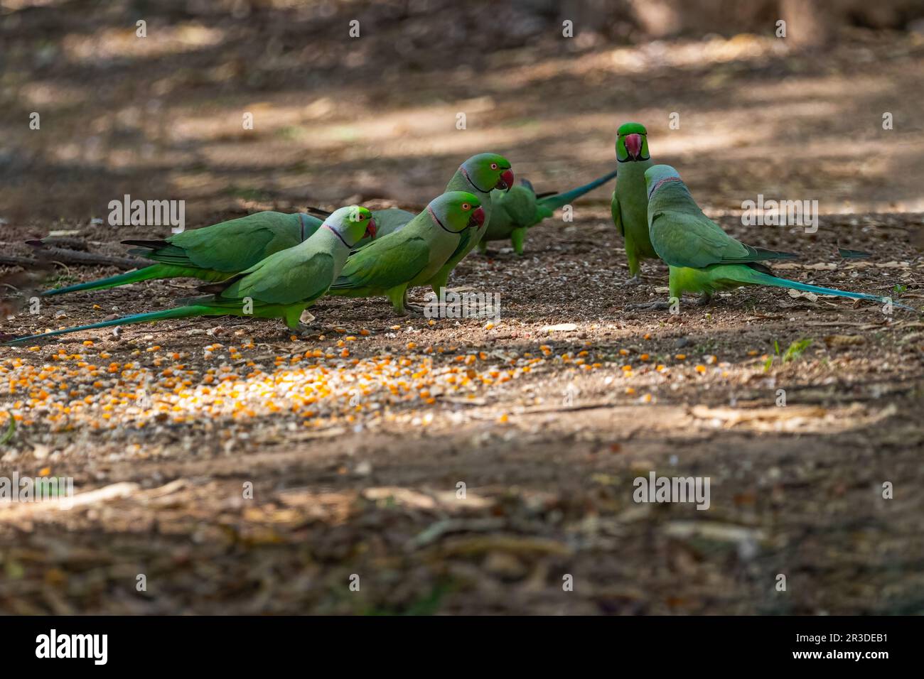 Species discussion hi-res stock photography and images - Alamy