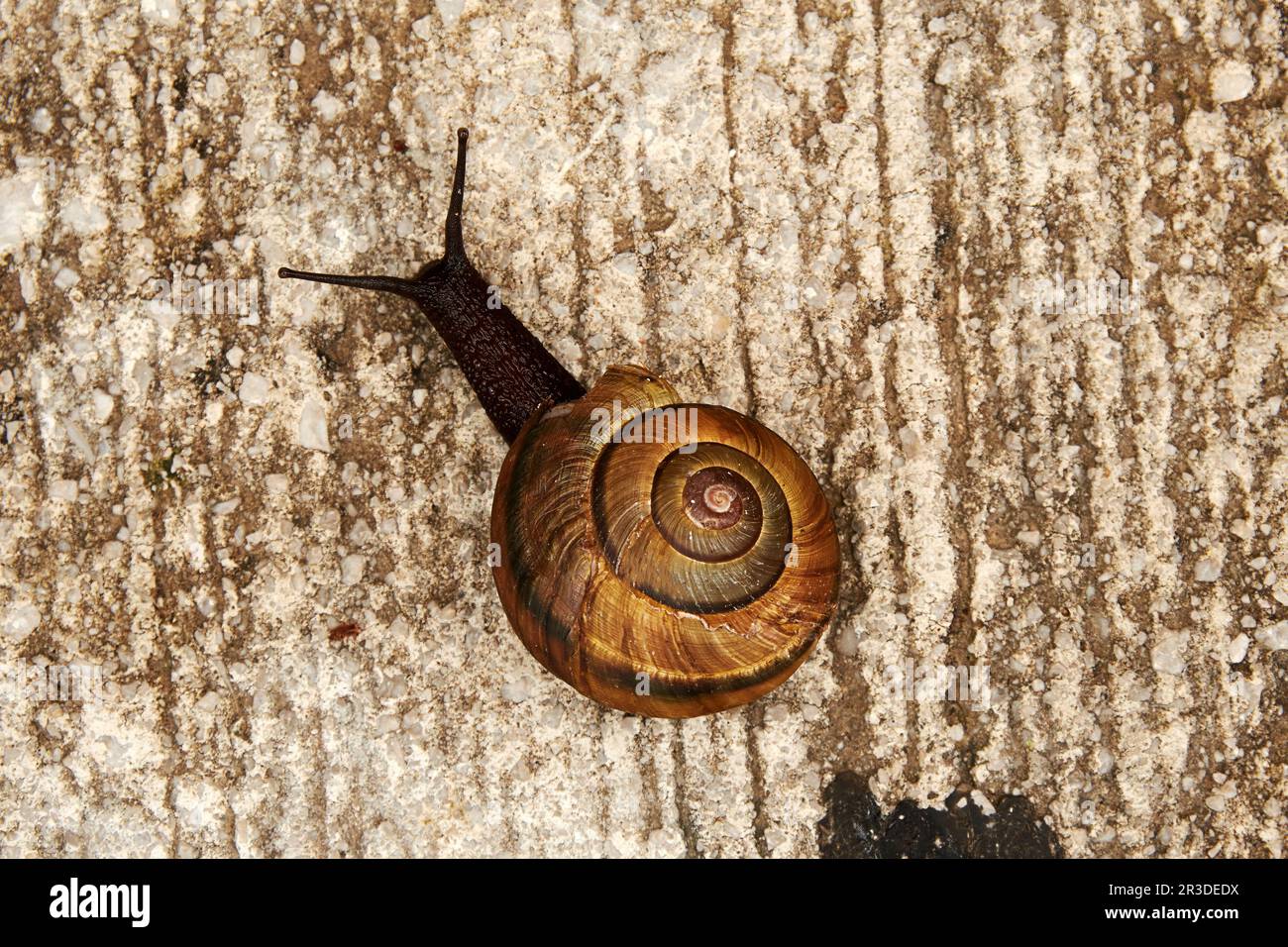 Big snail crawling on the gray stone road. Wild animals backgrounds Stock Photo - Alamy