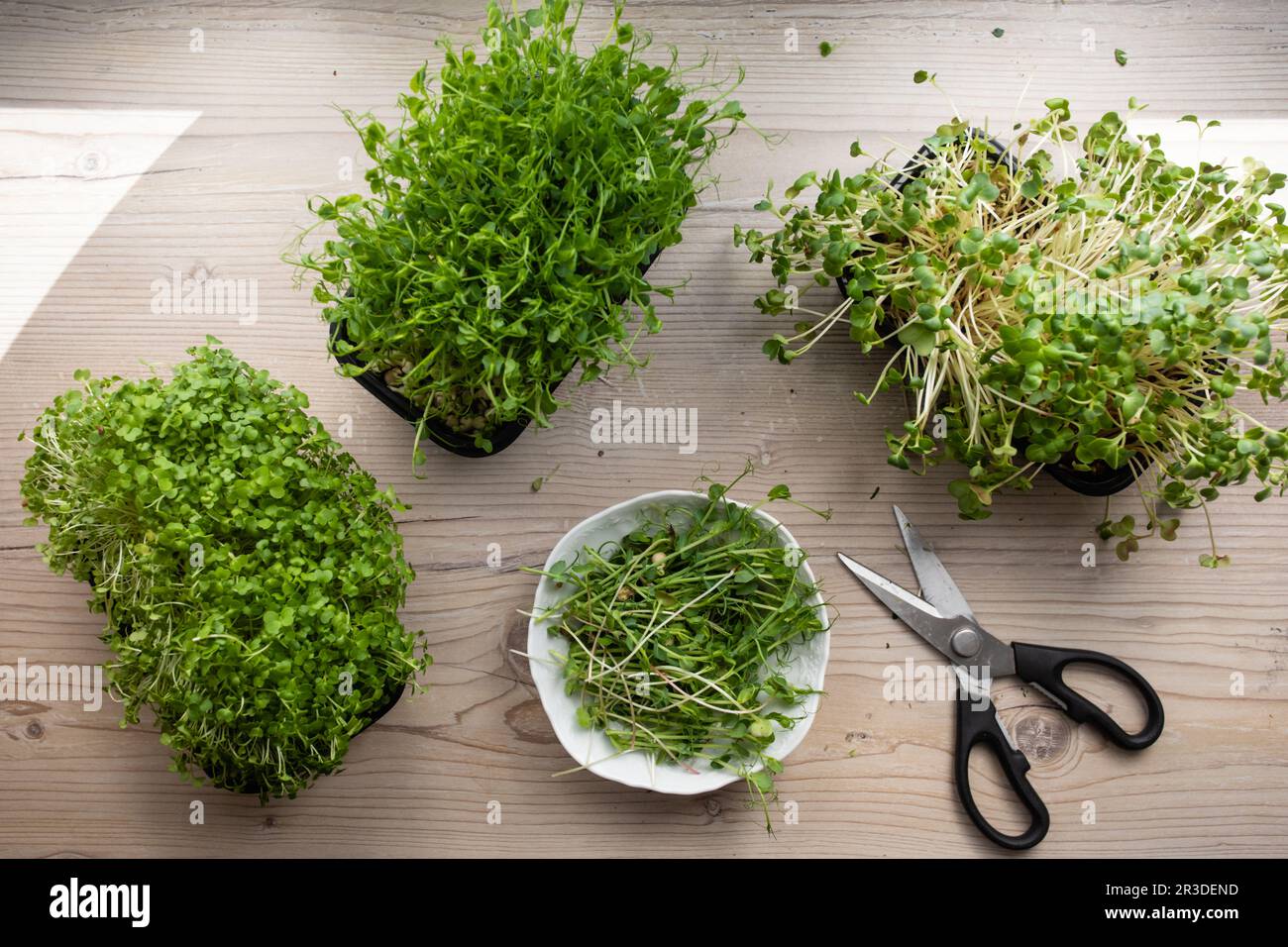 Top view of growing and cutting microgreens Stock Photo - Alamy