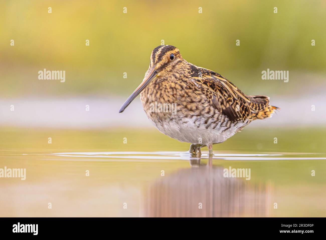 Common snipe (Gallinago gallinago) is a small, stocky wader bird native ...