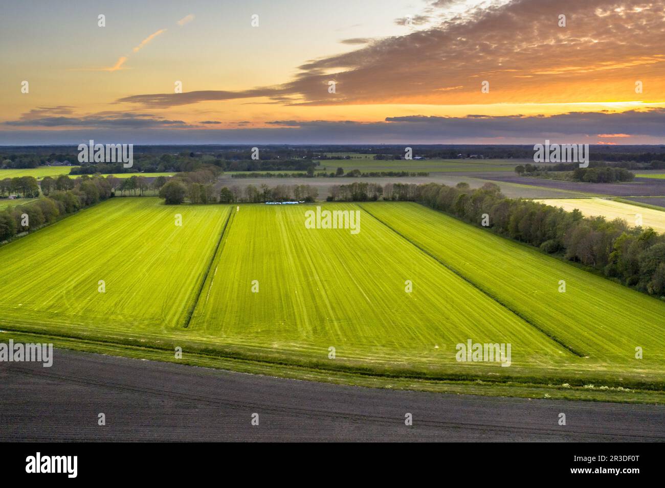 Aerial view of agricultural meadow landscape with tree windbreaks near ...