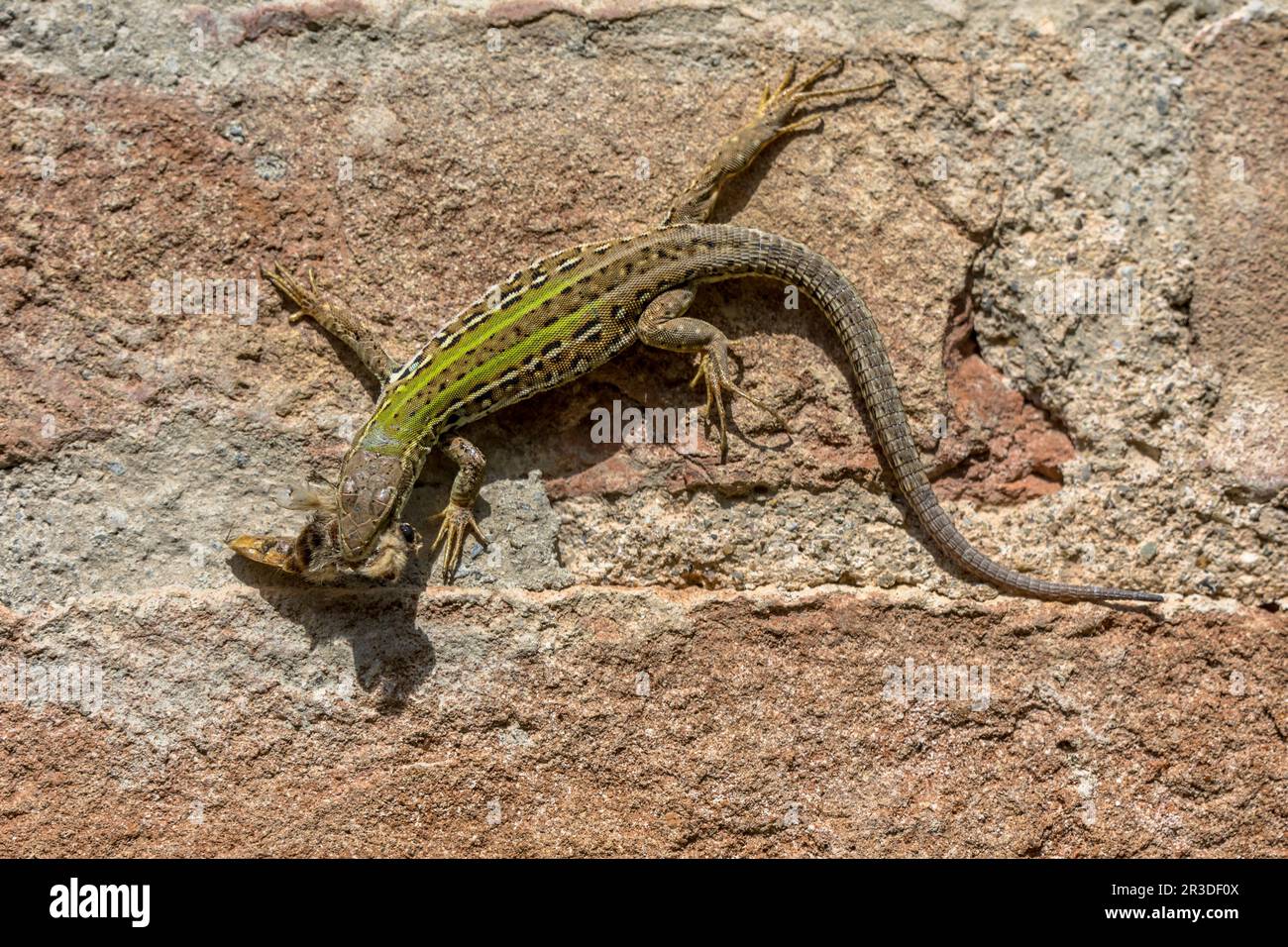 Italian reptiles hi-res stock photography and images - Alamy