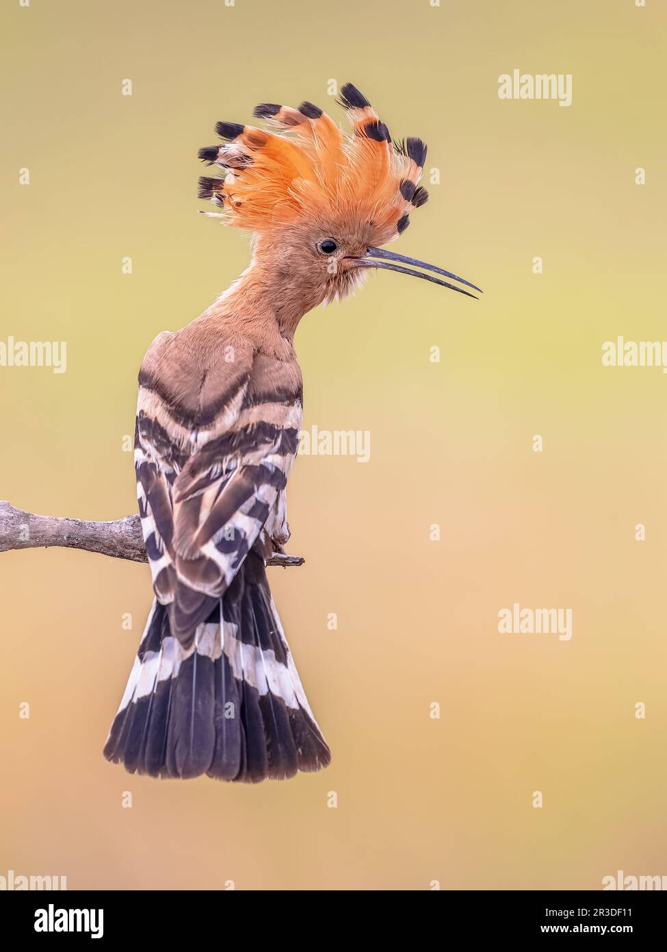 Eurasian hoopoe (Upupa epops) bird on branch seen from the side ith ...