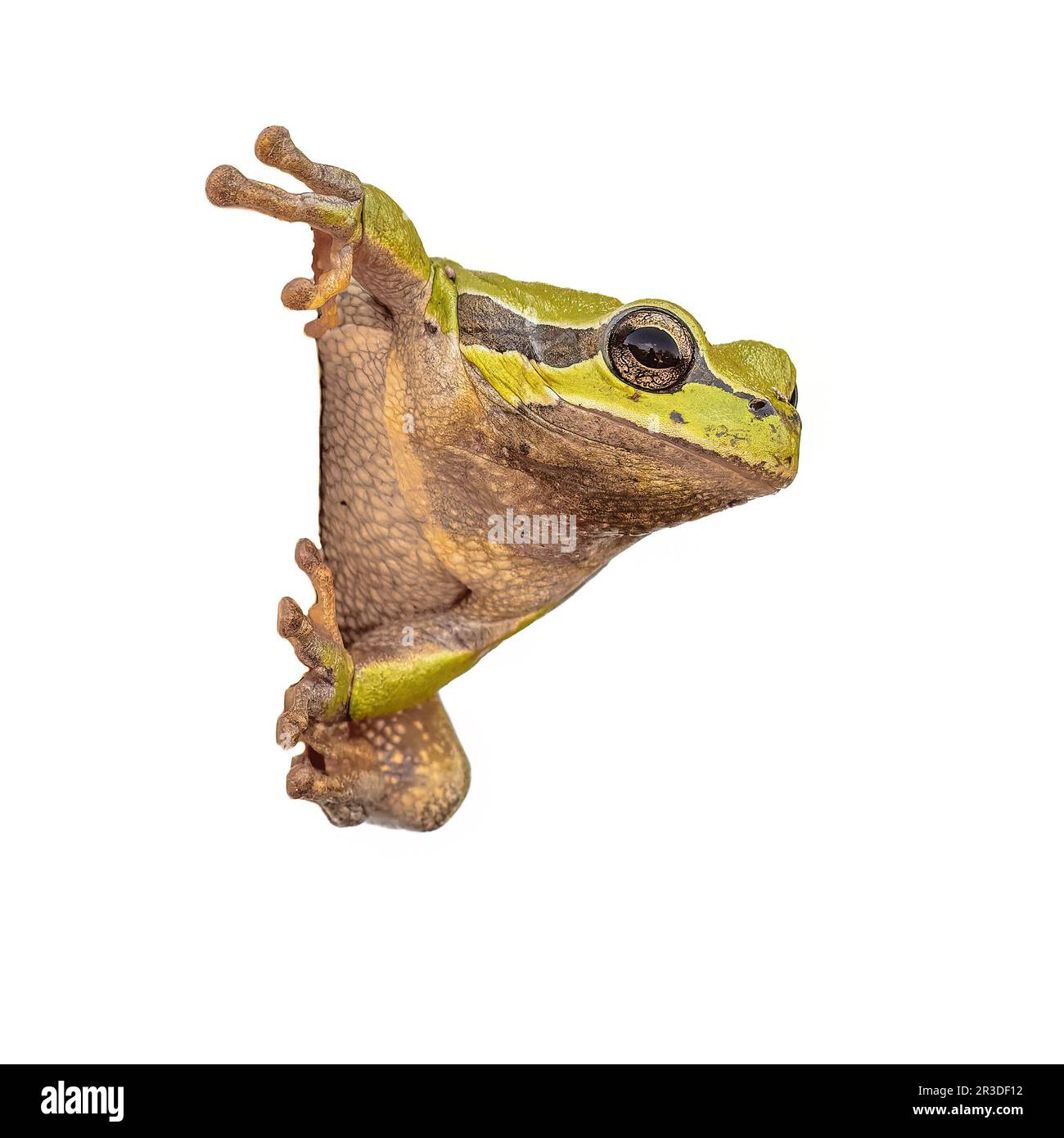 Green European tree frog (Hyla arborea) climbing on white background ...