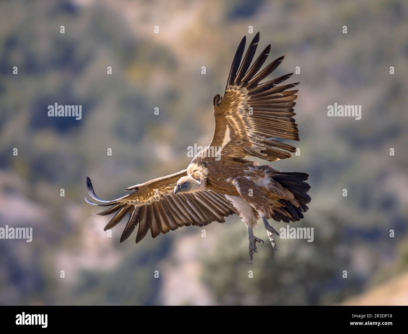 Griffon vulture (Gyps fulvus) flying and preparing for landing in ...