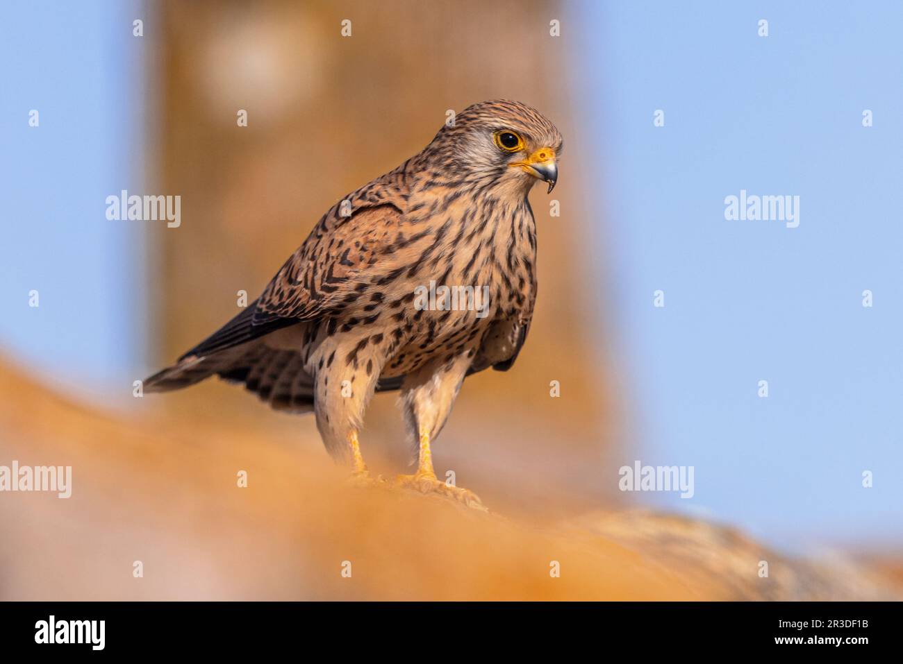 Female Lesser Kestrel (Falco naumanni) is a small Falcon. This Bird ...