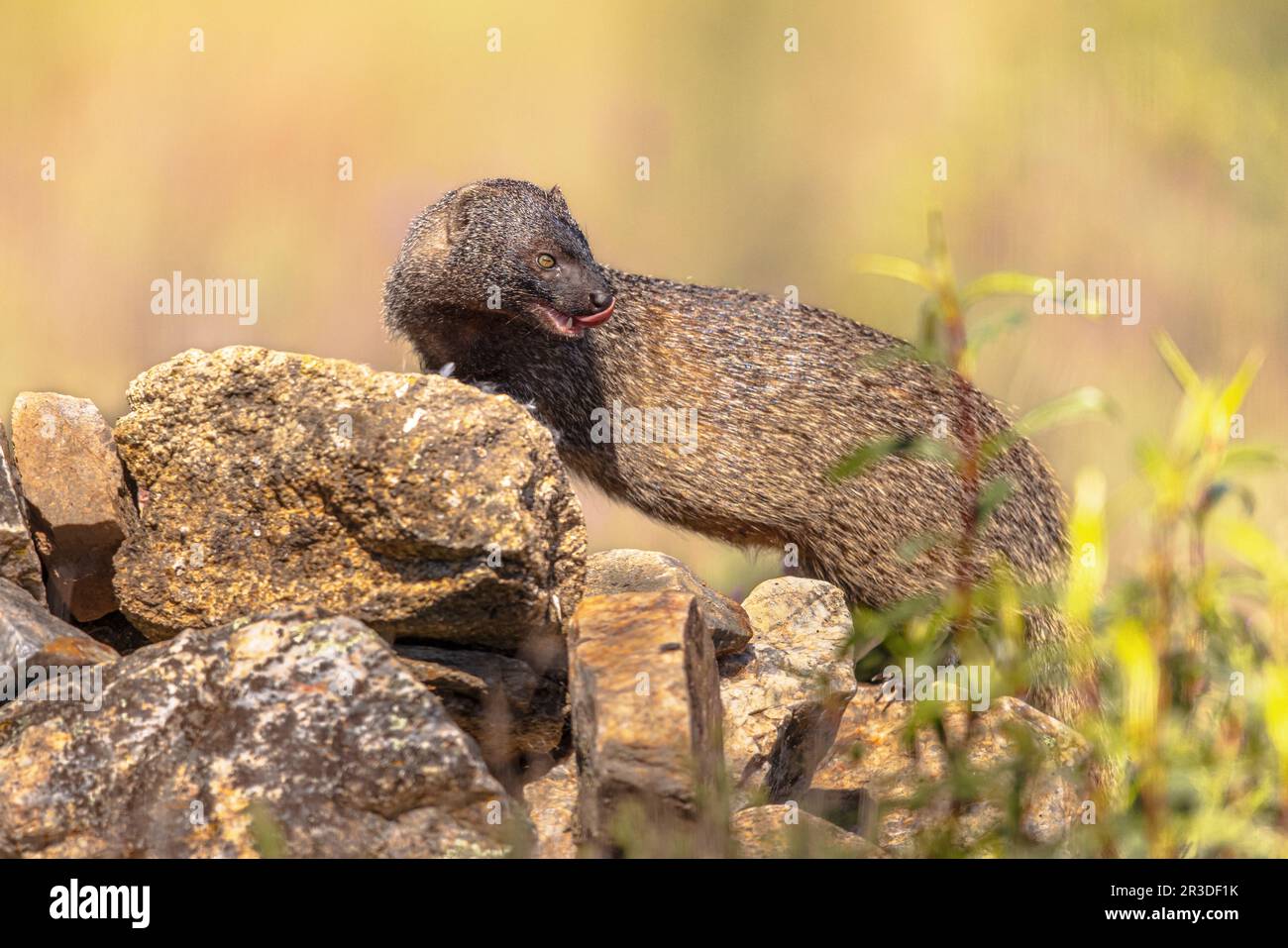Egyptian Mongoose (Herpestes ichneumon), also known as Ichneumon, is a ...