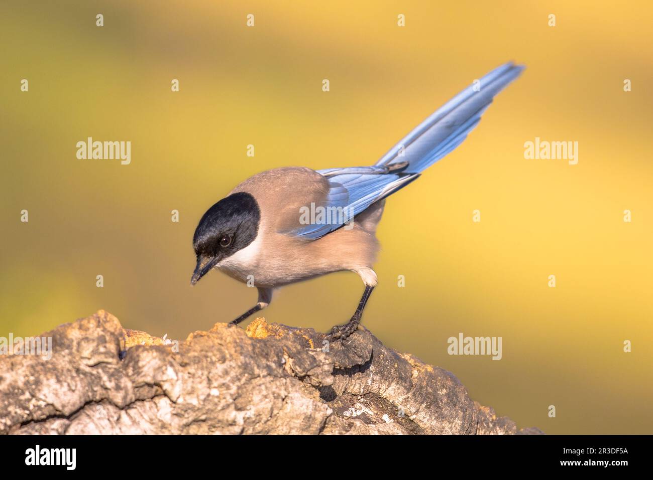 Bird of the crow family hi-res stock photography and images - Alamy