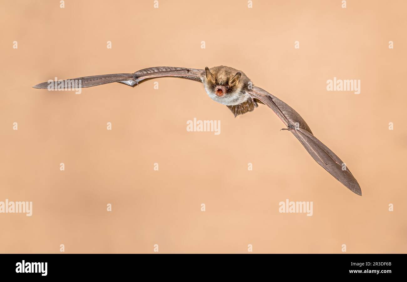 Natterer's bat (Myotis nattereri) flying on church attic on bright ...